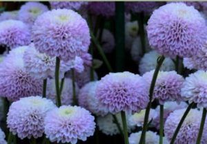 Find New Ways To Decorate With Fall Mums