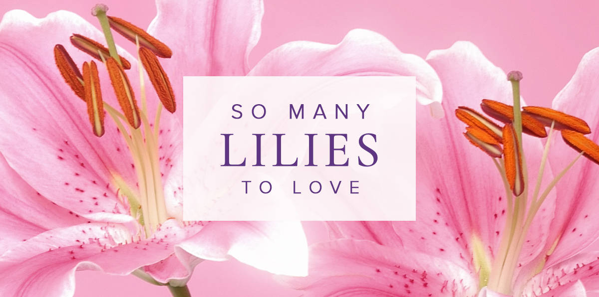 The Nine Awesome Classes of Lilies | Blossom Flower Shops